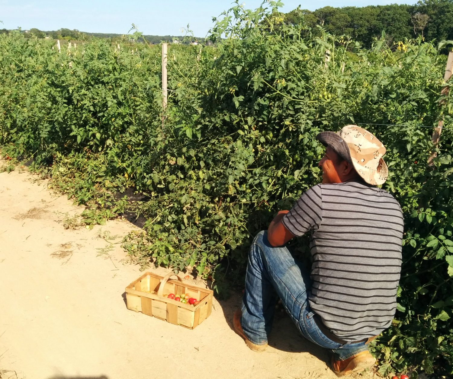 Angel picking cherry tomatoes – Fruit Farm Community